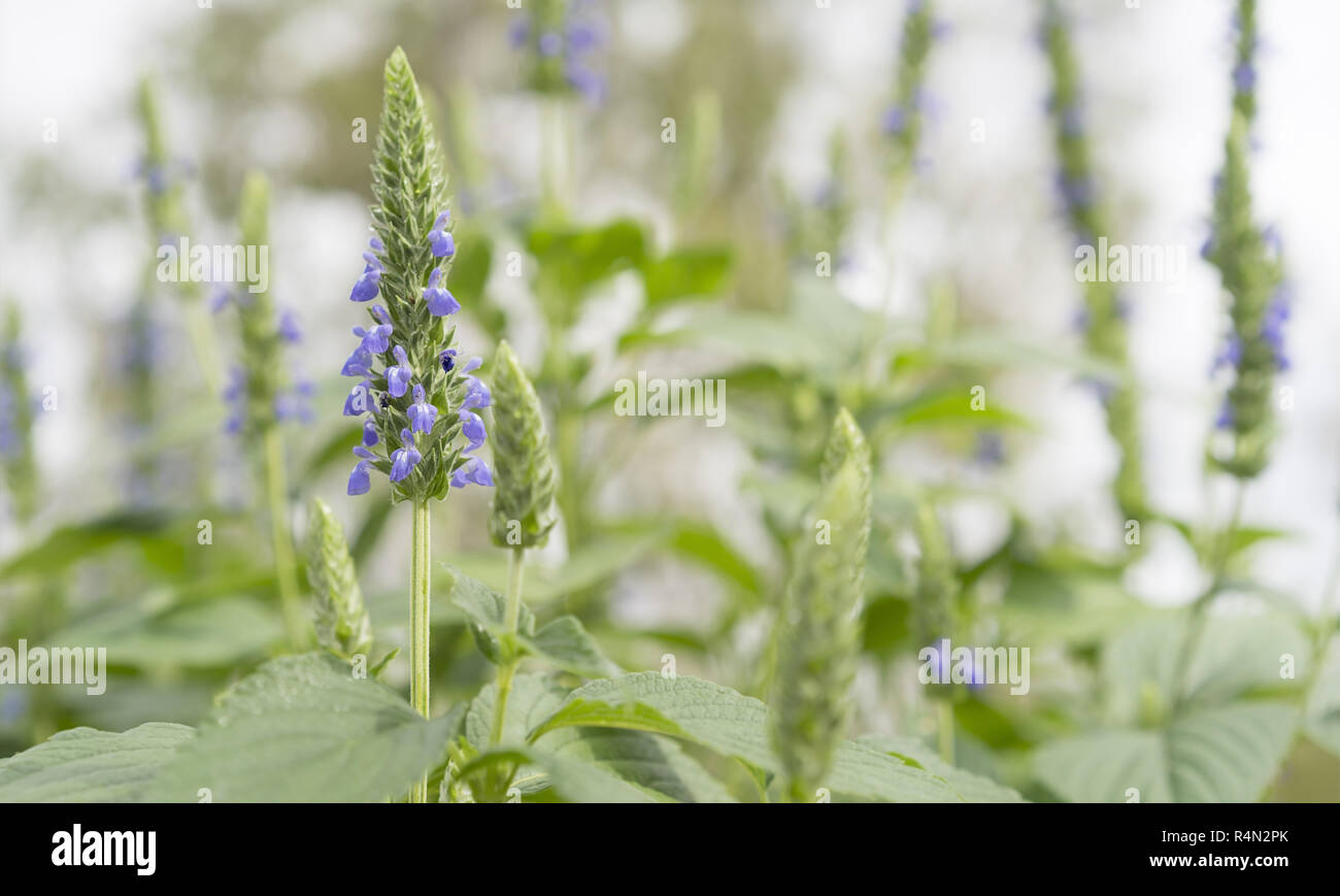 Purple chia flower hi-res stock photography and images - Alamy
