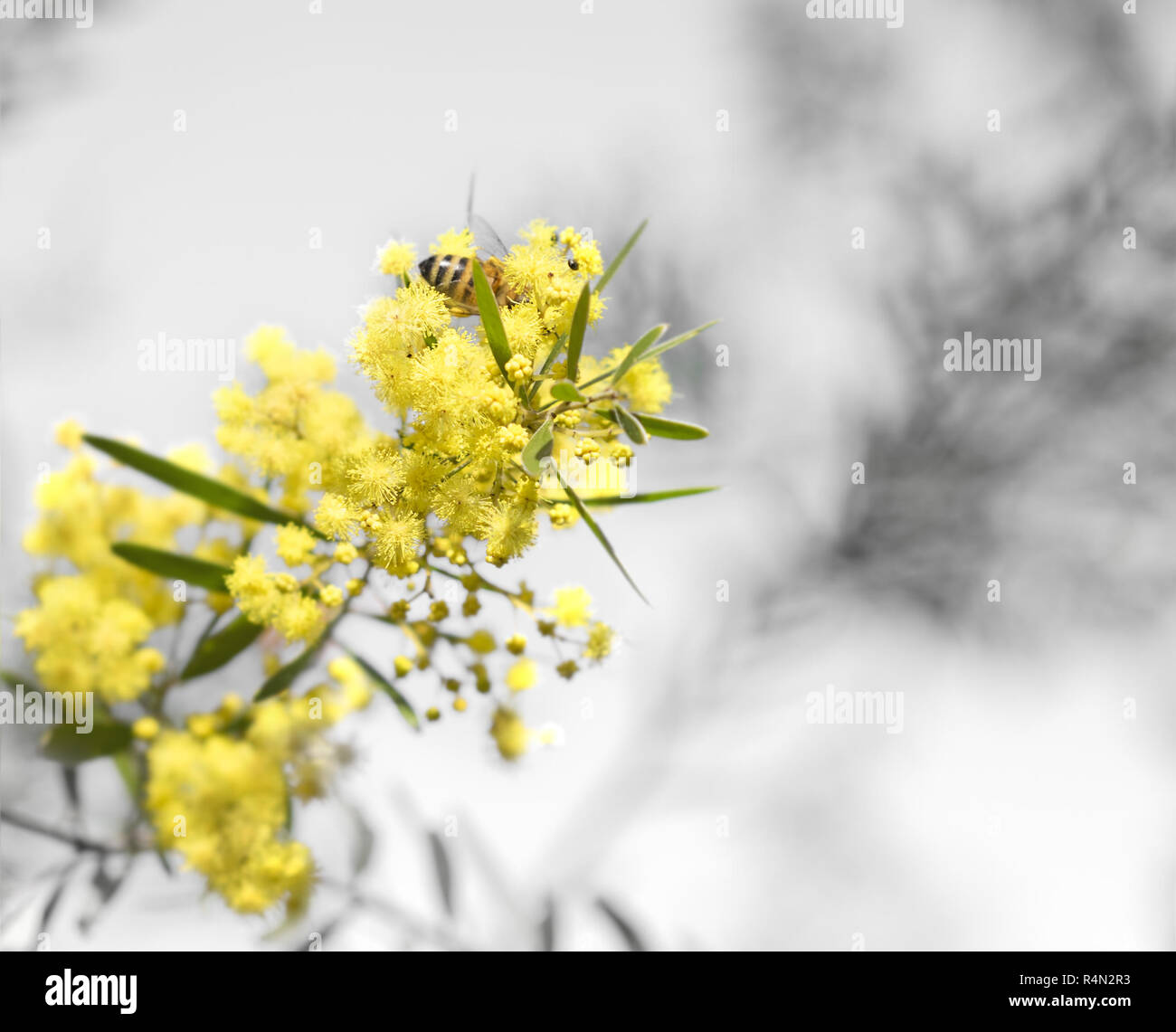 Hop wattle hi-res stock photography and images - Alamy