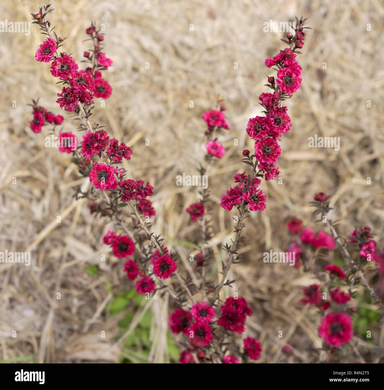Leptospermum scoparium Burgundy Queen Australian native flowers Stock ...