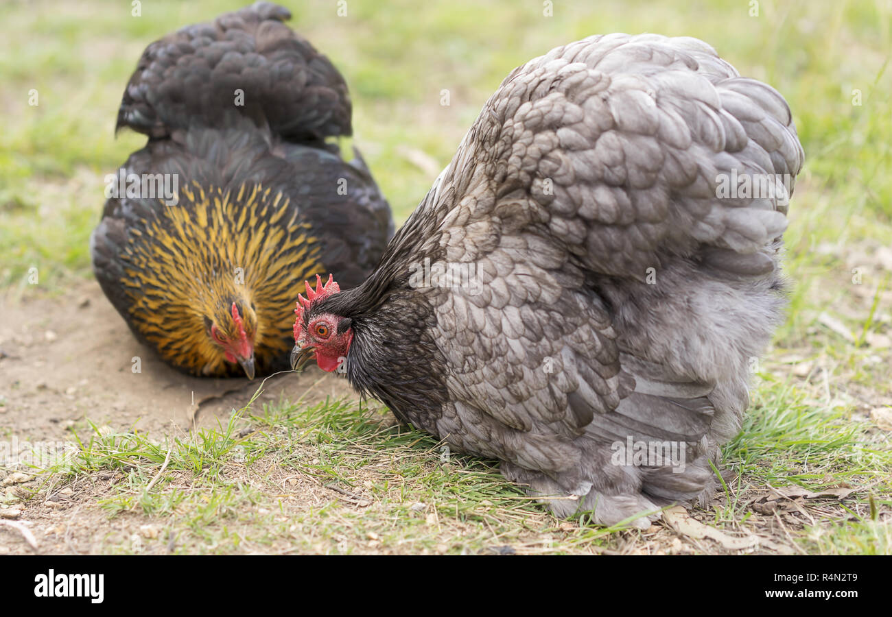 Bantam cochin hen hi-res stock photography and images - Alamy
