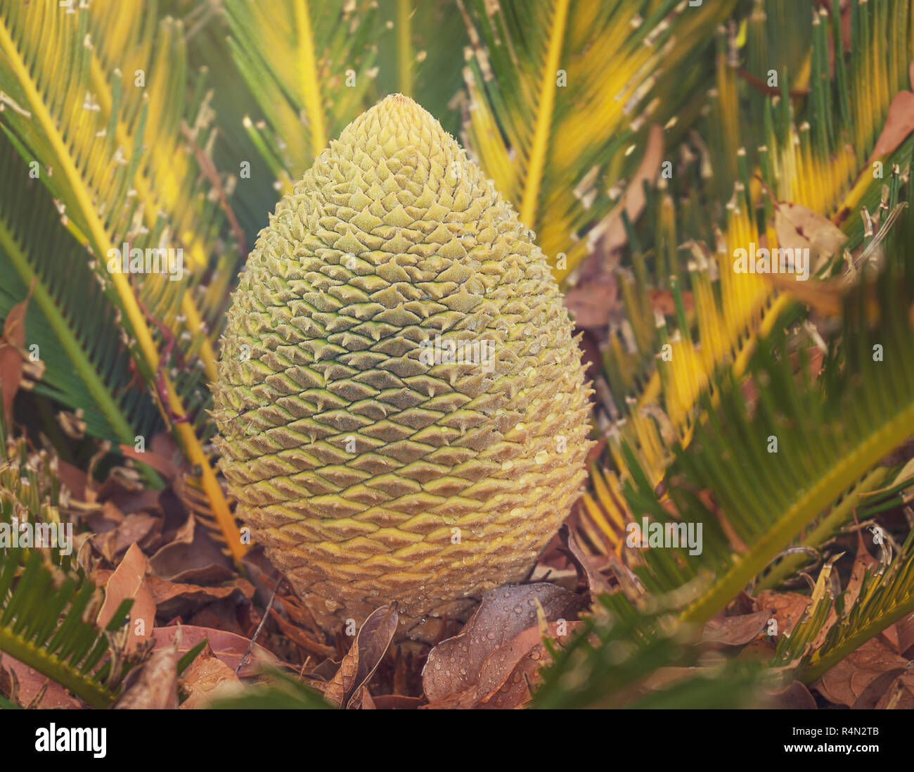 Australian cycad hi-res stock photography and images - Alamy