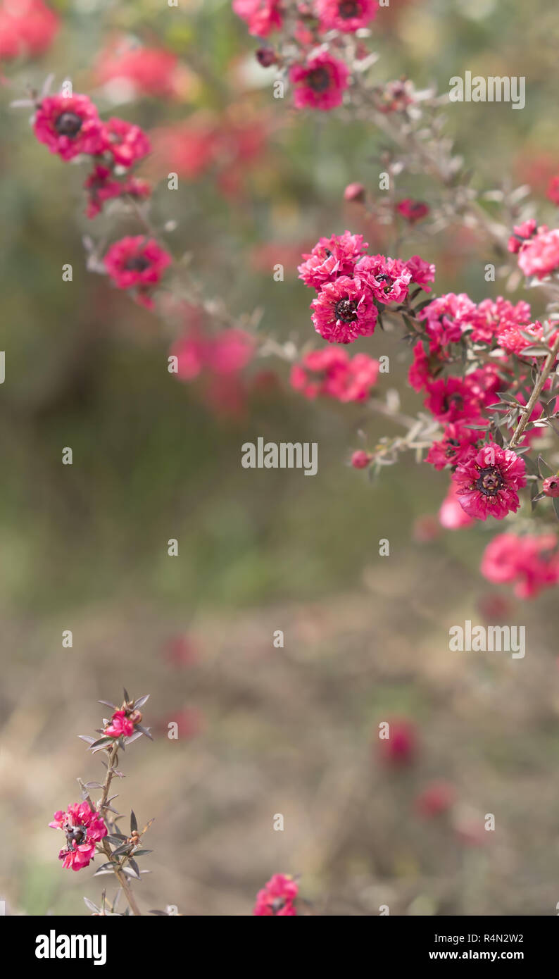 Condolences card background hi-res stock photography and images - Alamy