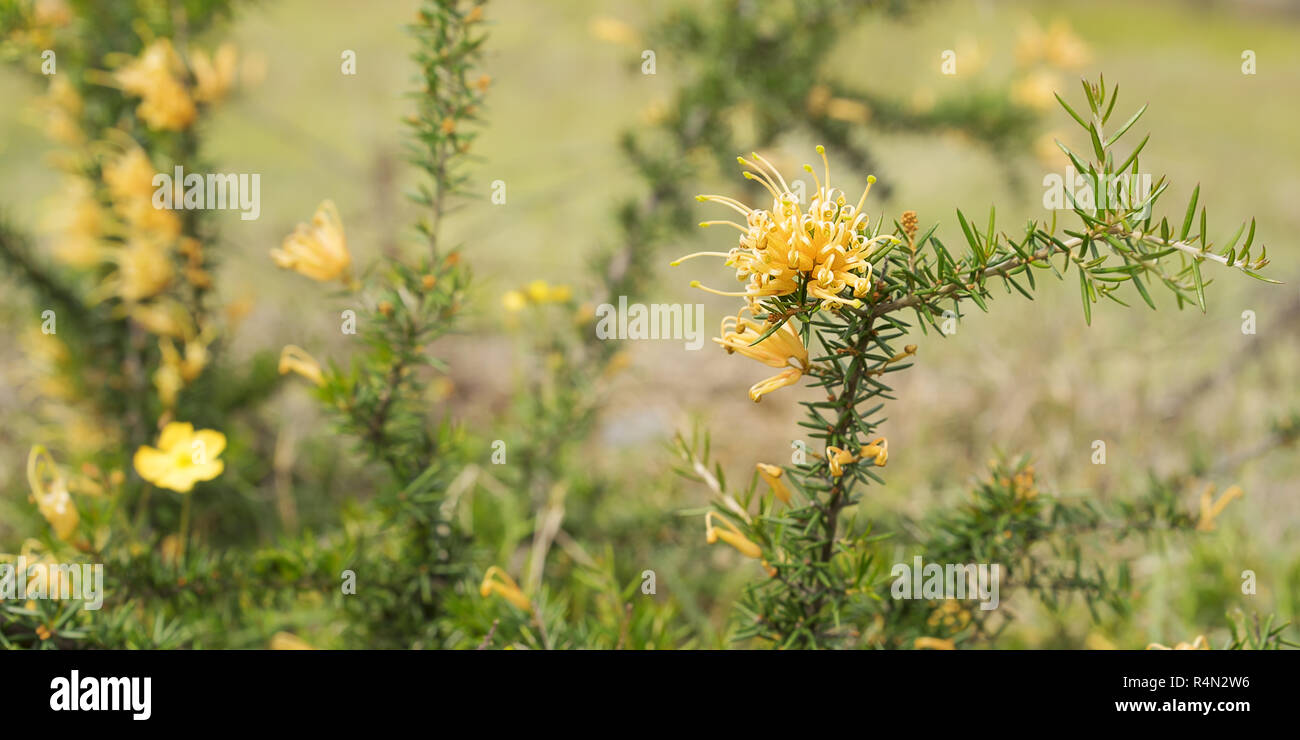 Australian golden wildflower Grevillea juniperine molonglo panorama ...