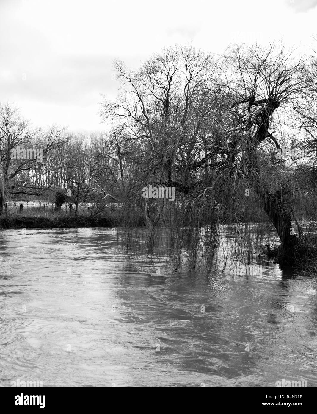 A black and white photo of a weeping willow tree bending over the River ...