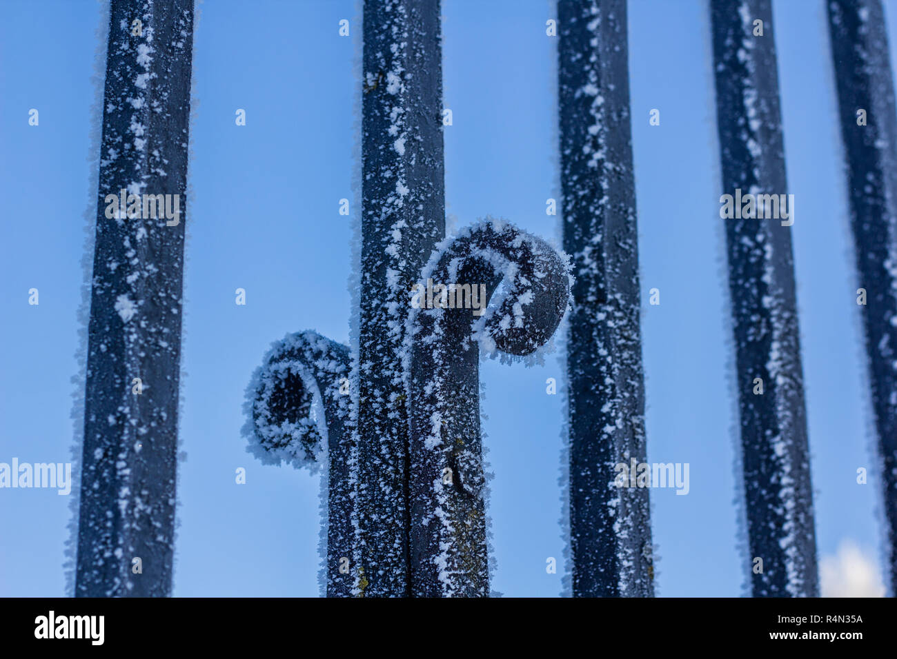 Frozen fence. Snow on a cold fence. Winter picture. Iron fence Stock ...