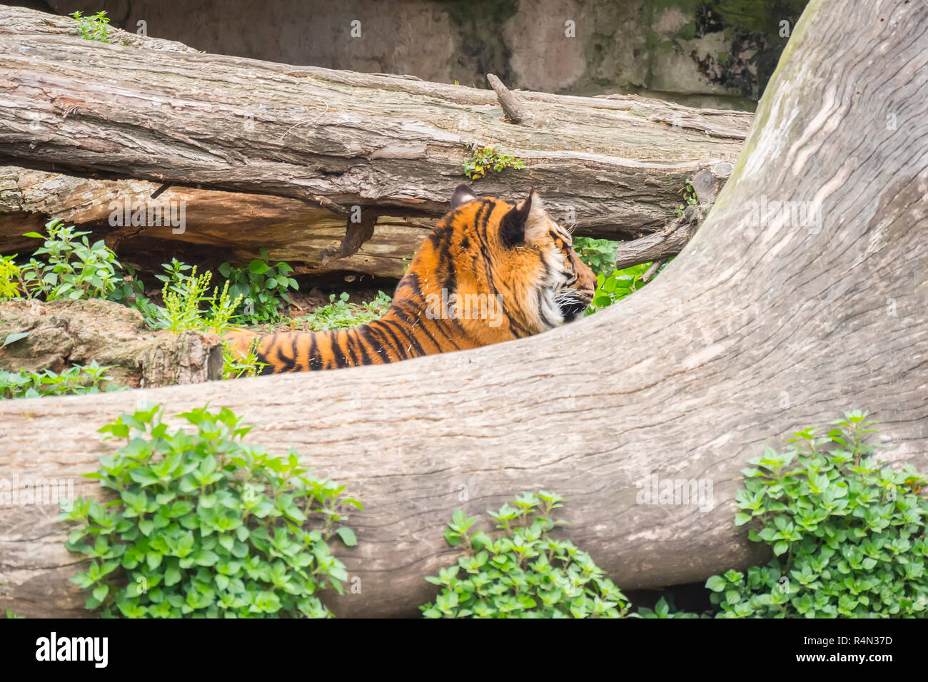 Tiger sleeping between two trunks, Panthera tigris Stock Photo - Alamy
