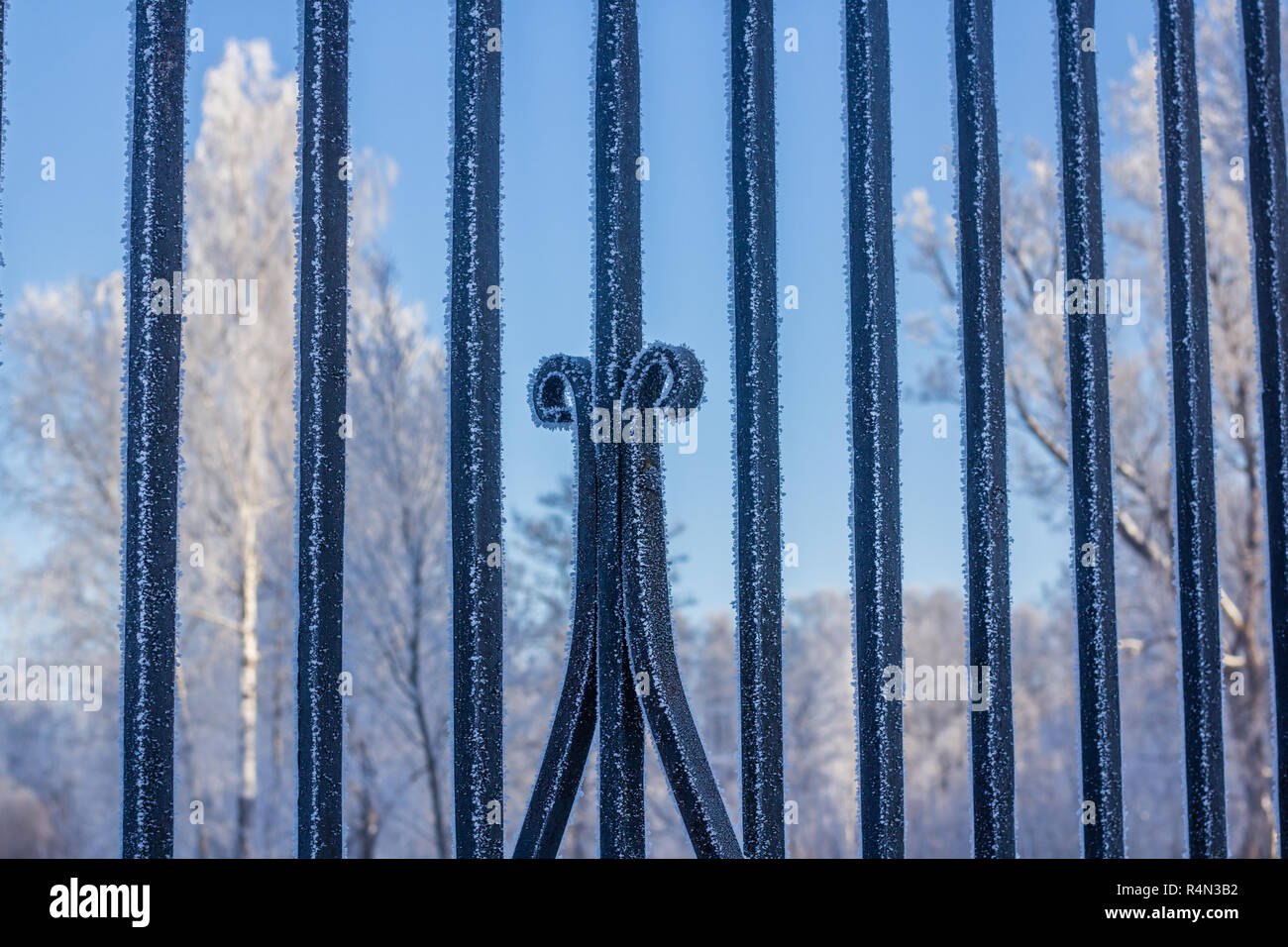 Frozen fence. Snow on a cold fence. Winter picture. Iron fence Stock ...