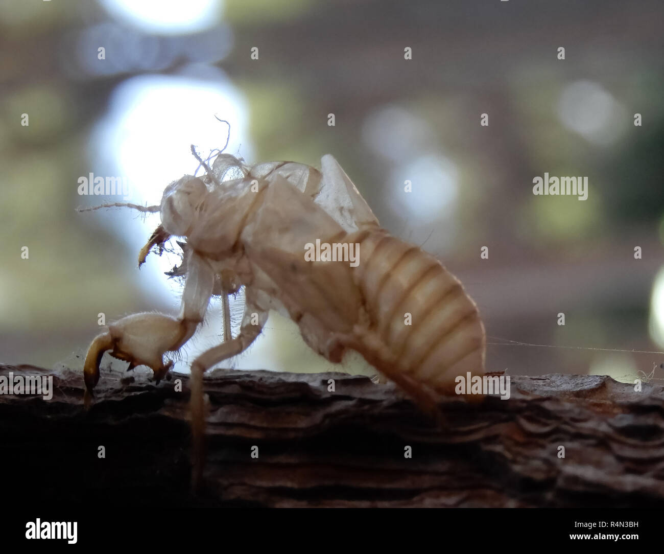 Shed skin hi-res stock photography and images - Alamy