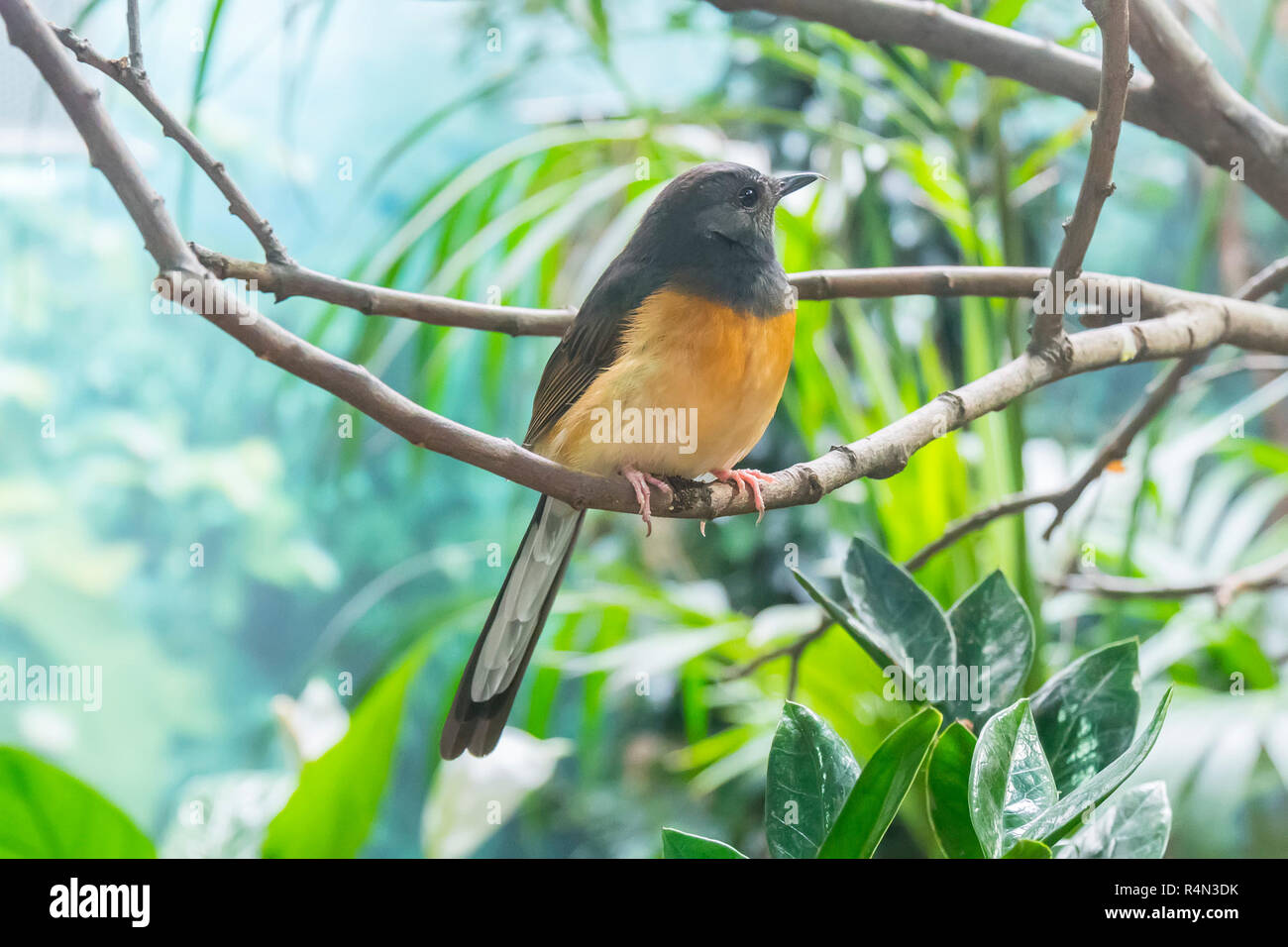 Black shama hi-res stock photography and images - Alamy