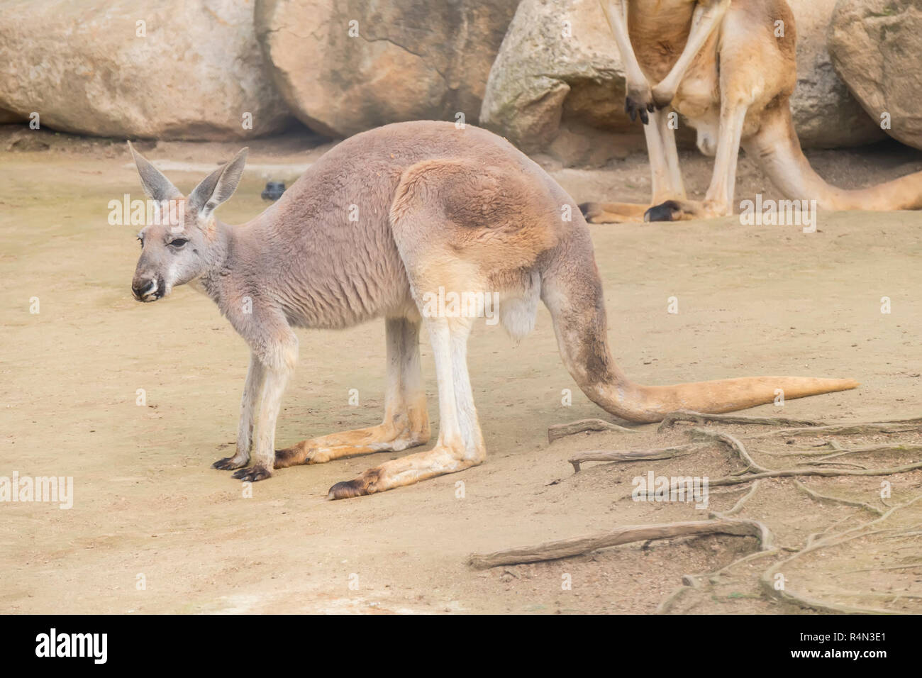 Red Kangaroo, Macropus Rufus Stock Photo - Alamy