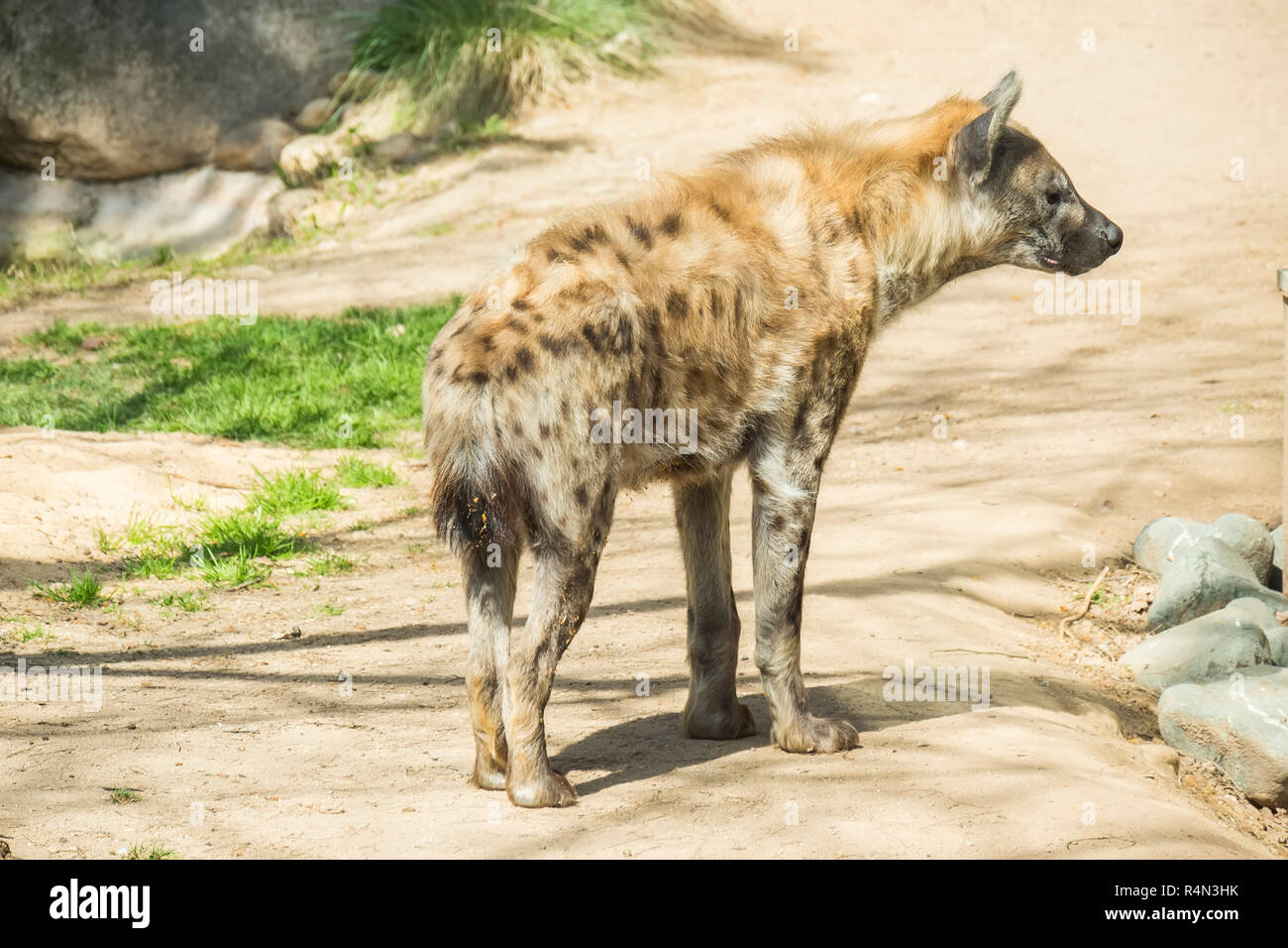 Striped hyena hyaena spotted hi-res stock photography and images - Alamy