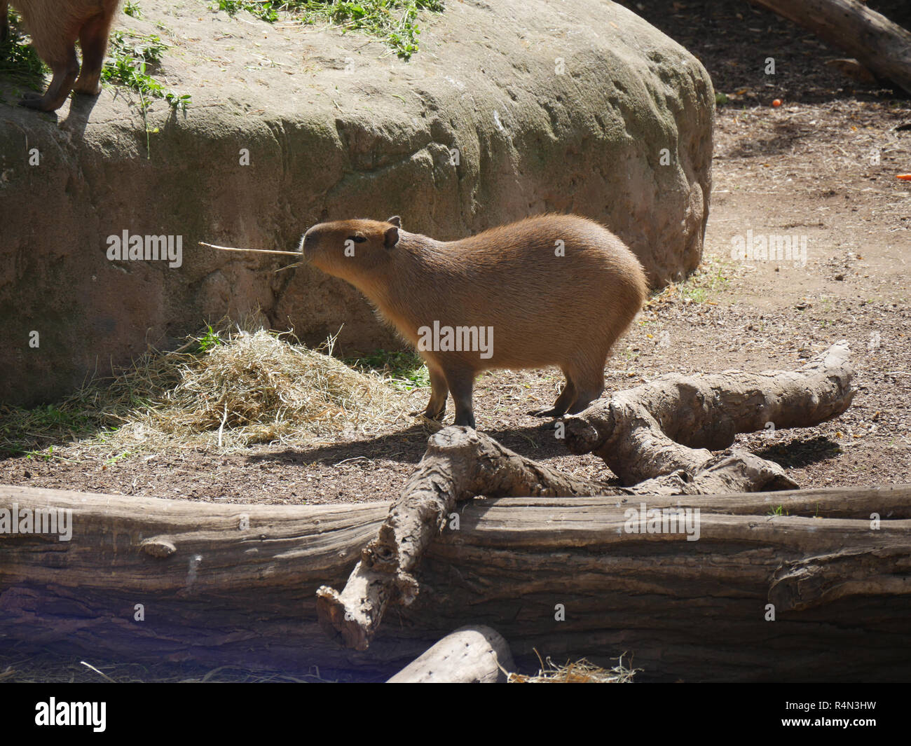 Capybara eating grass Stock Photo - Alamy