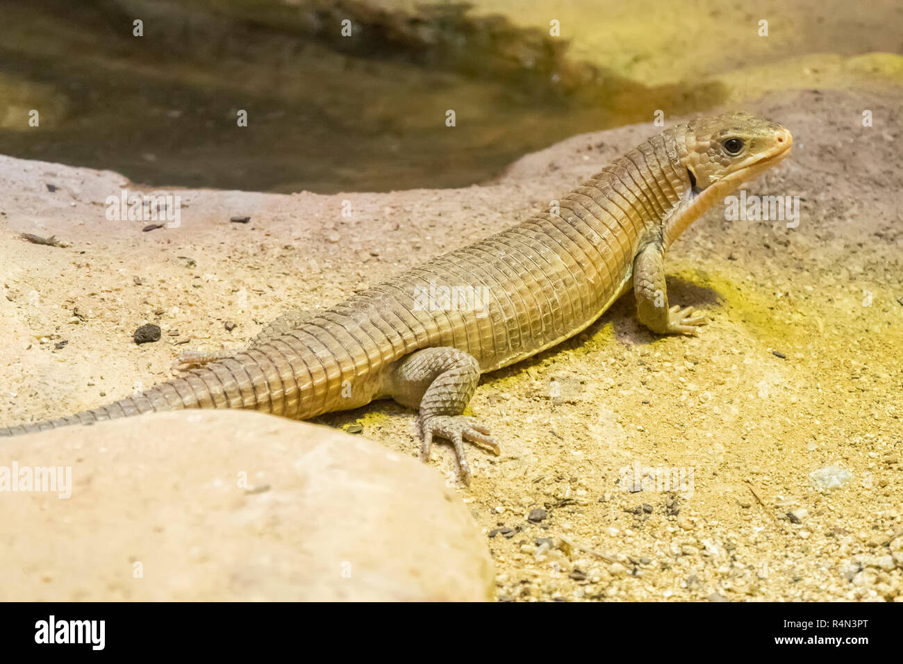 Rough-scaled plated lizard on the sand Stock Photo - Alamy