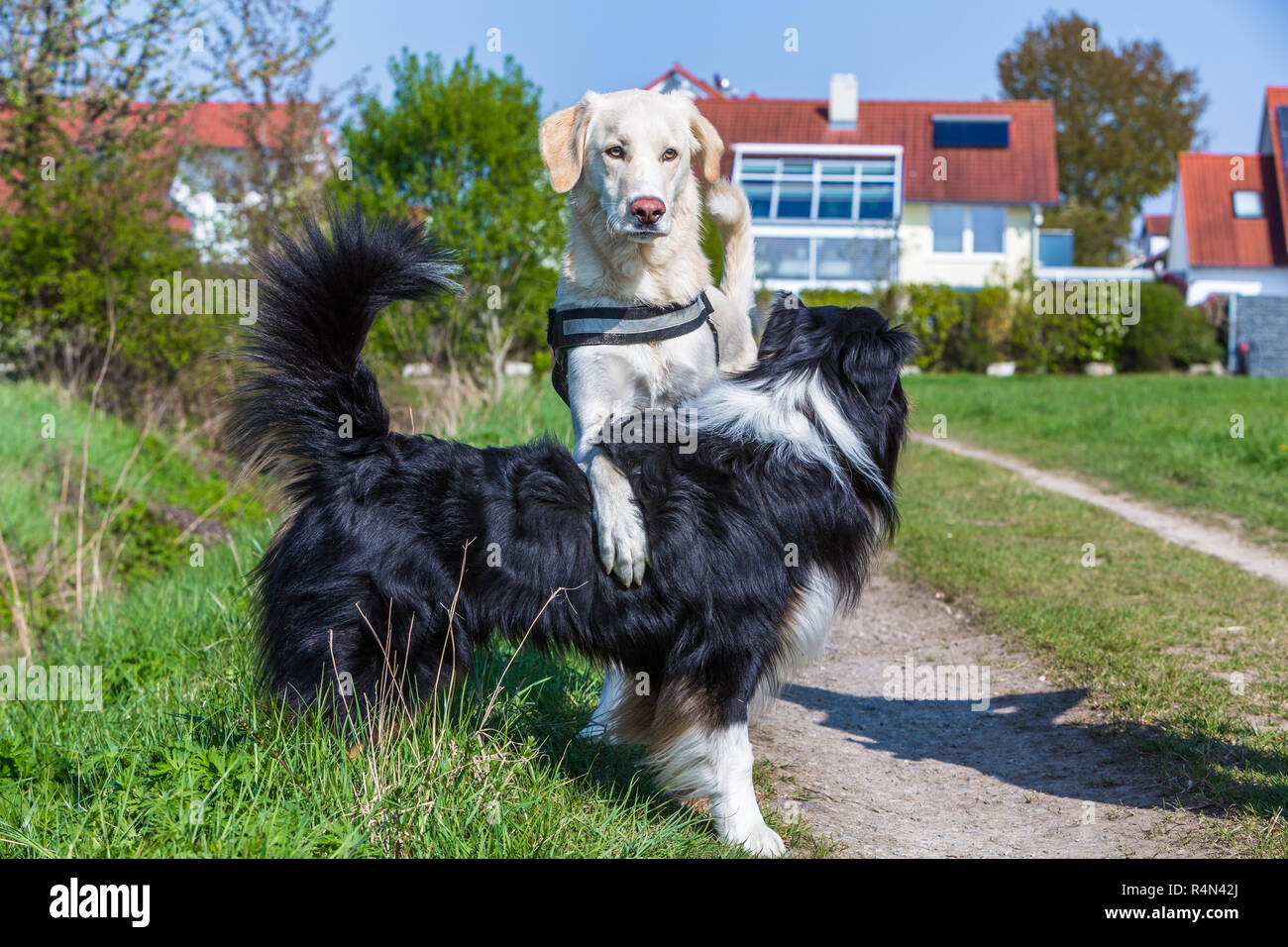 Dominanz dominance hi-res stock photography and images - Alamy