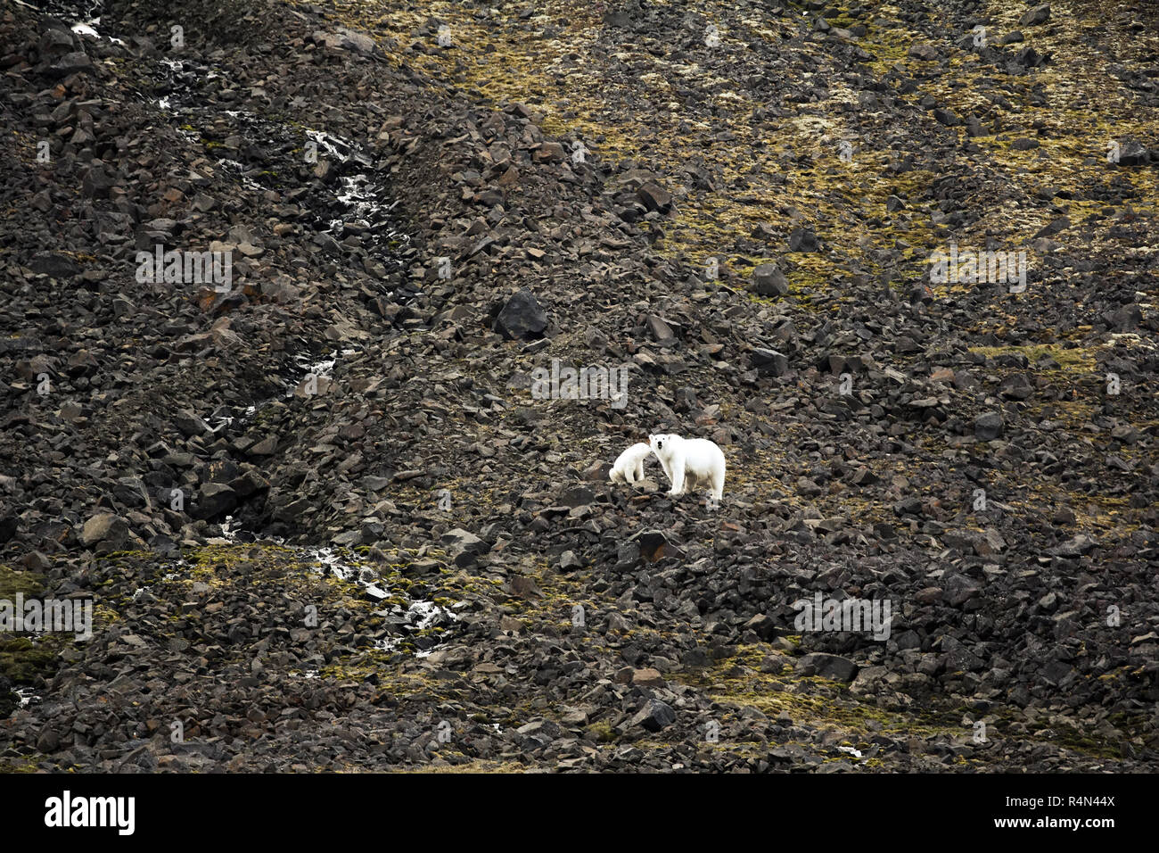 Polar Bears on Franz Joseph Land. Female with funny plump cub on island ...