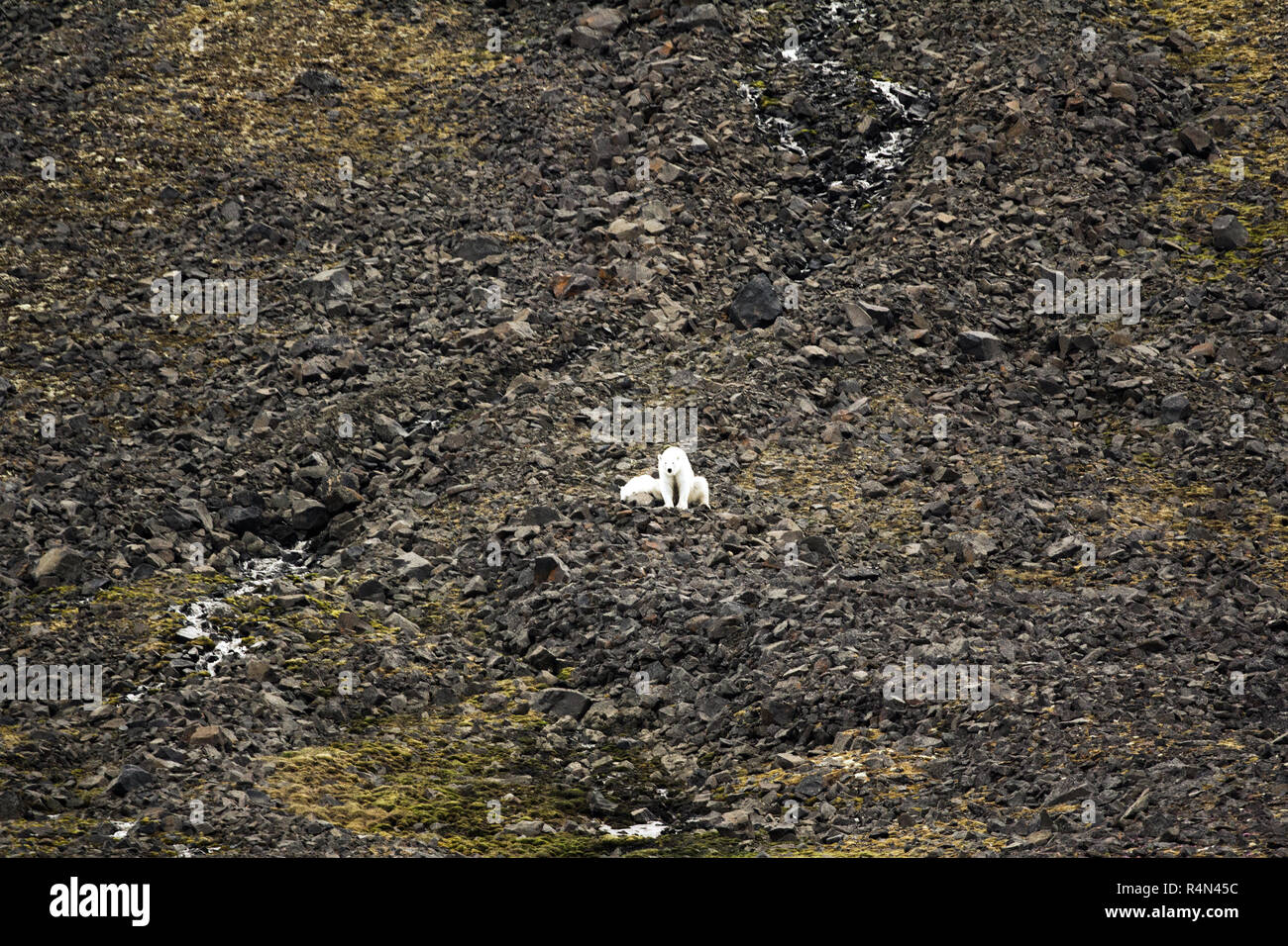 Polar Bears on Franz Joseph Land. Female with funny plump cub on island ...