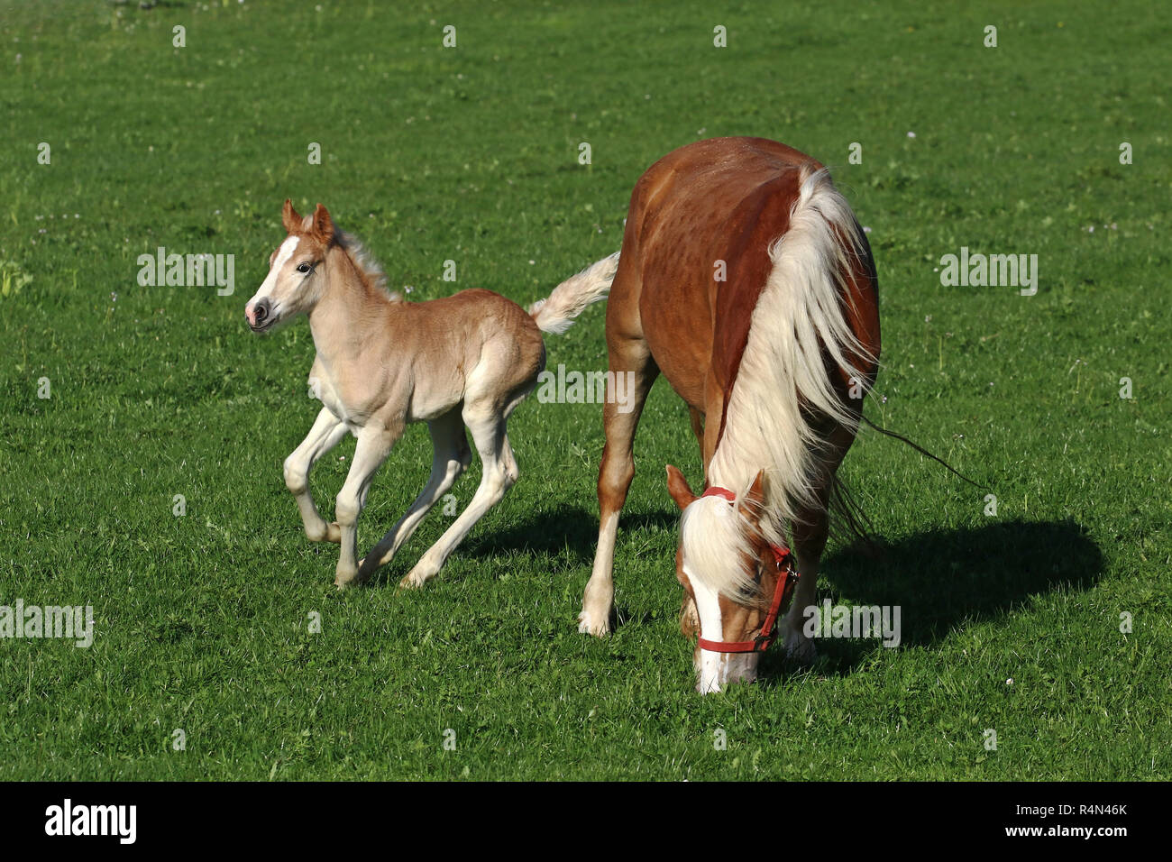a happy jumping haflinger foal with his mother Stock Photo - Alamy