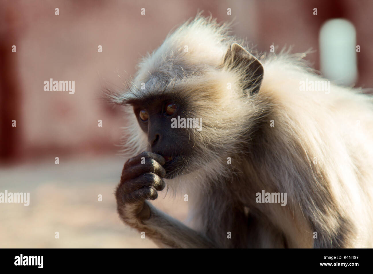 Langur eats ants crawling on the ground. Monkey bitten by an ant ...