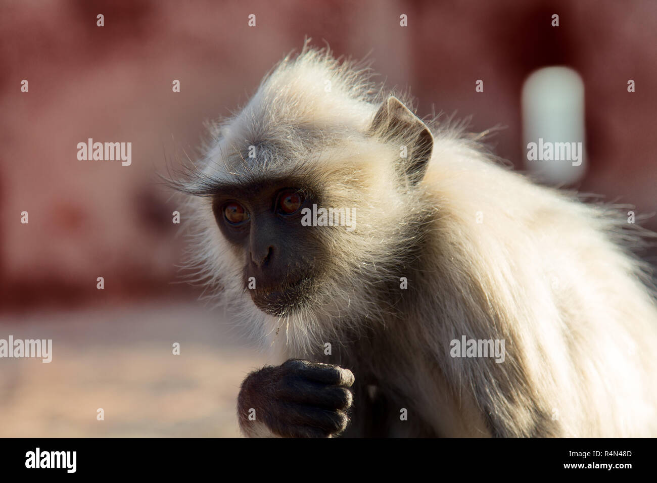 Cautious Animals Stock Photos & Cautious Animals Stock Images - Alamy