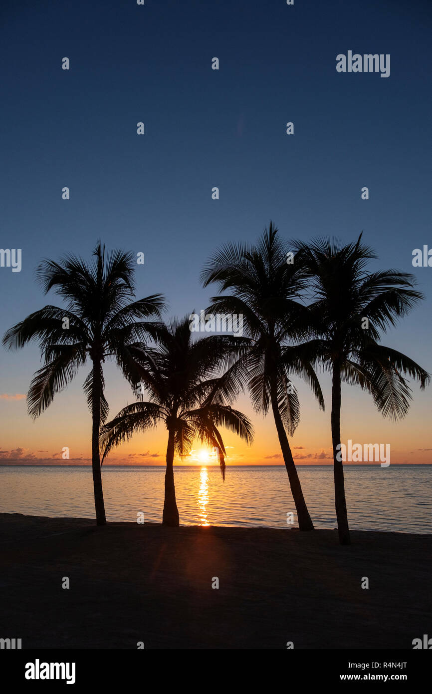 Silhouette of palm trees at sunset Stock Photo - Alamy