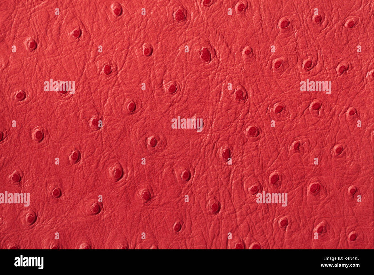 Texture of red genuine Ostrich Stamped leather close-up, fashion ...