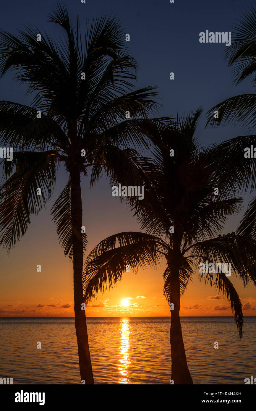 Silhouette of palm trees at sunset Stock Photo - Alamy