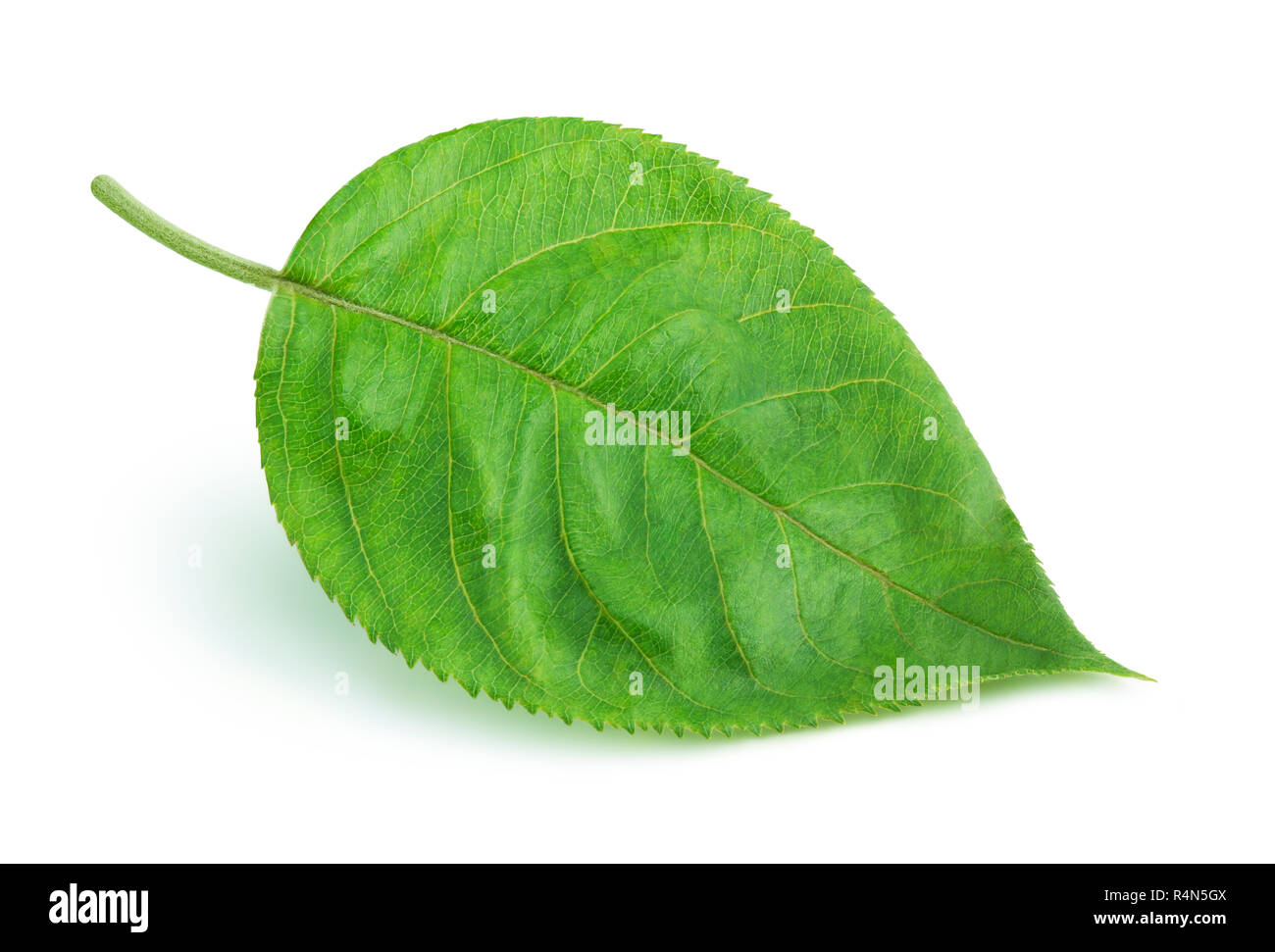 Apple and leaf hi-res stock photography and images - Alamy