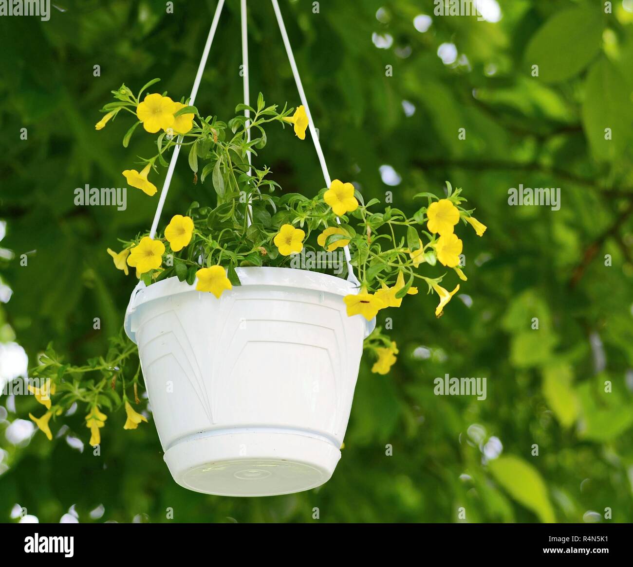 Potted calibrachoa hi-res stock photography and images - Alamy