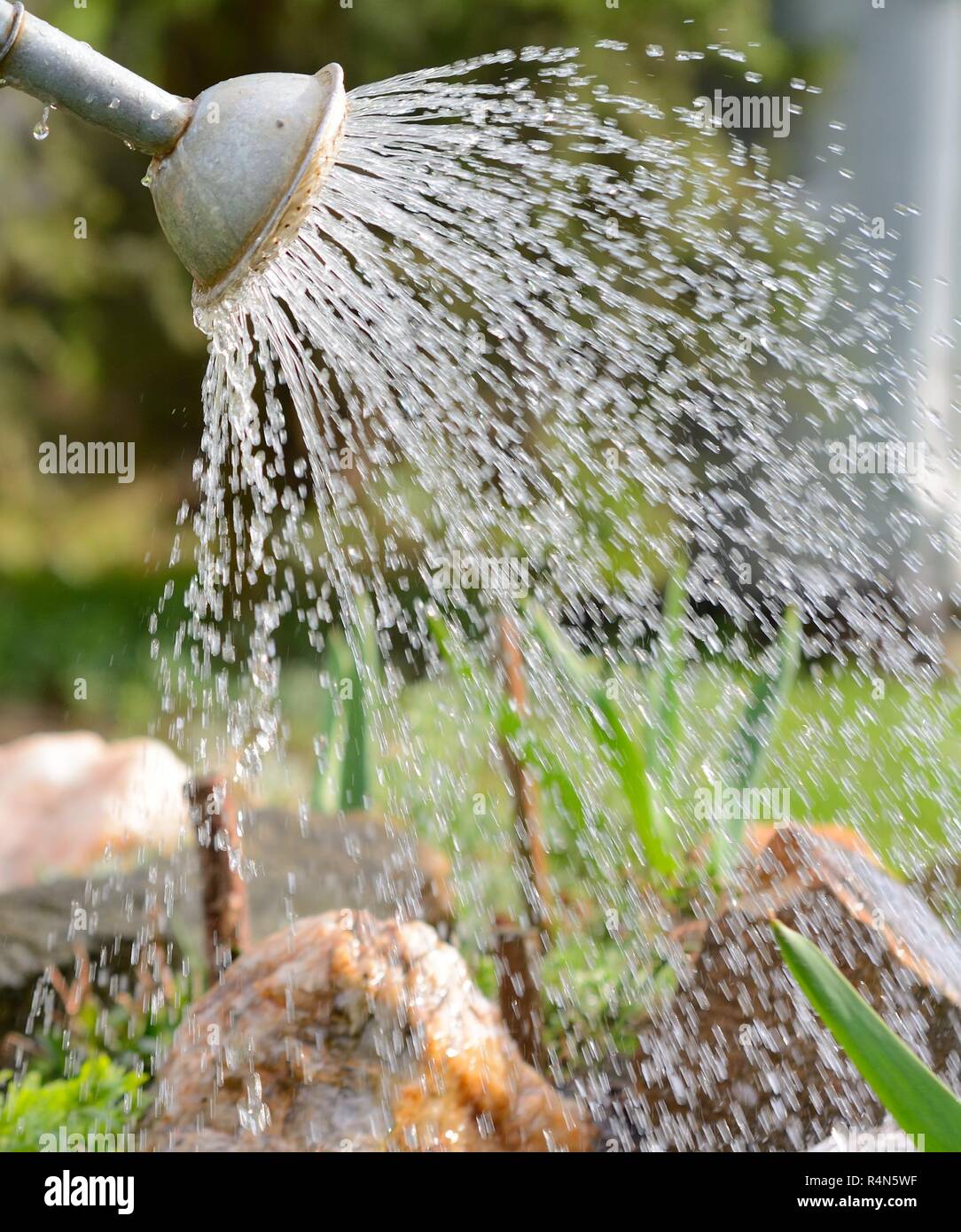 Lawn sprinkler watering bright green hi-res stock photography and ...