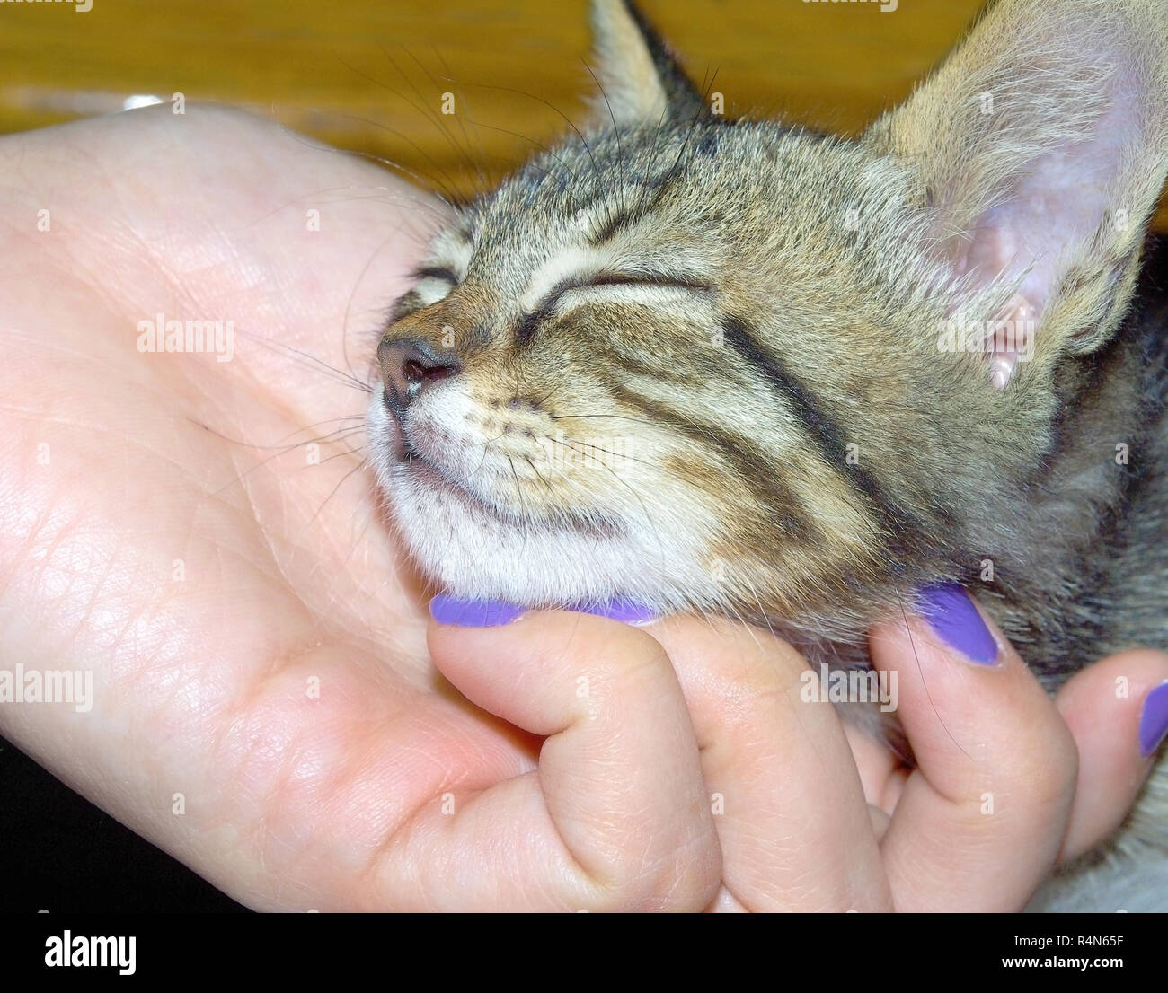 Hand of a cat hi-res stock photography and images - Alamy