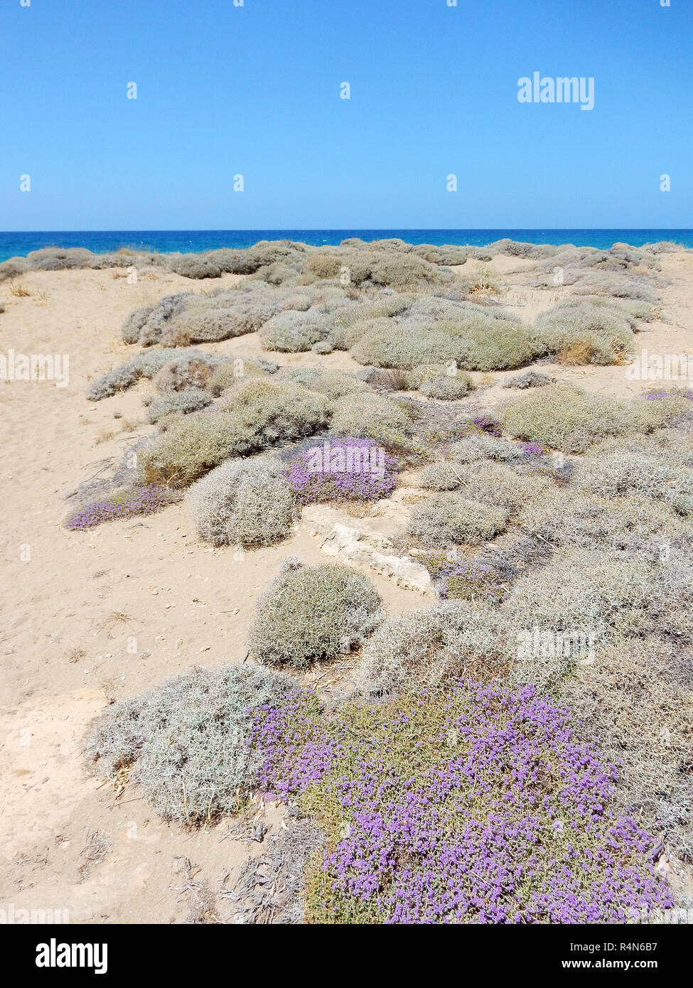 Natural sand dunes on a beach of Crete, with flowering bushes of ...