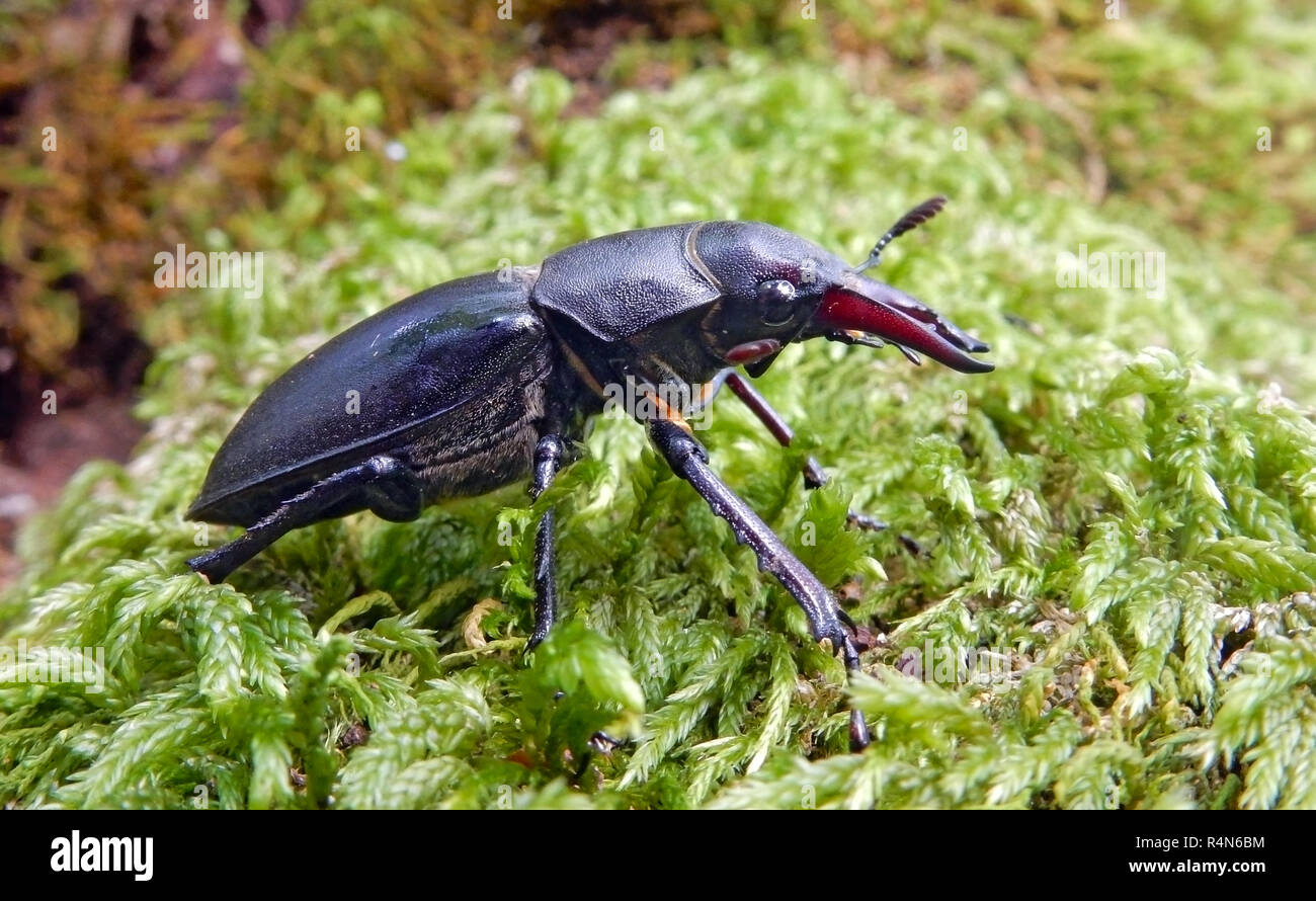 Male specimen of the stag beetle Lucanus ibericus, photographed in ...