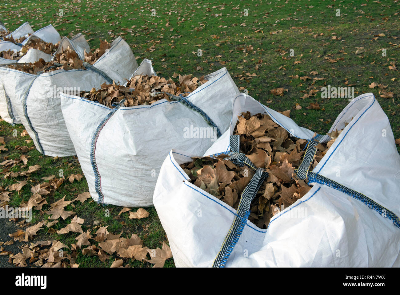 Square leaves hi-res stock photography and images - Alamy