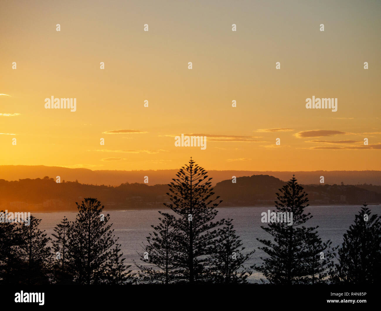 Pinetree hi-res stock photography and images - Alamy