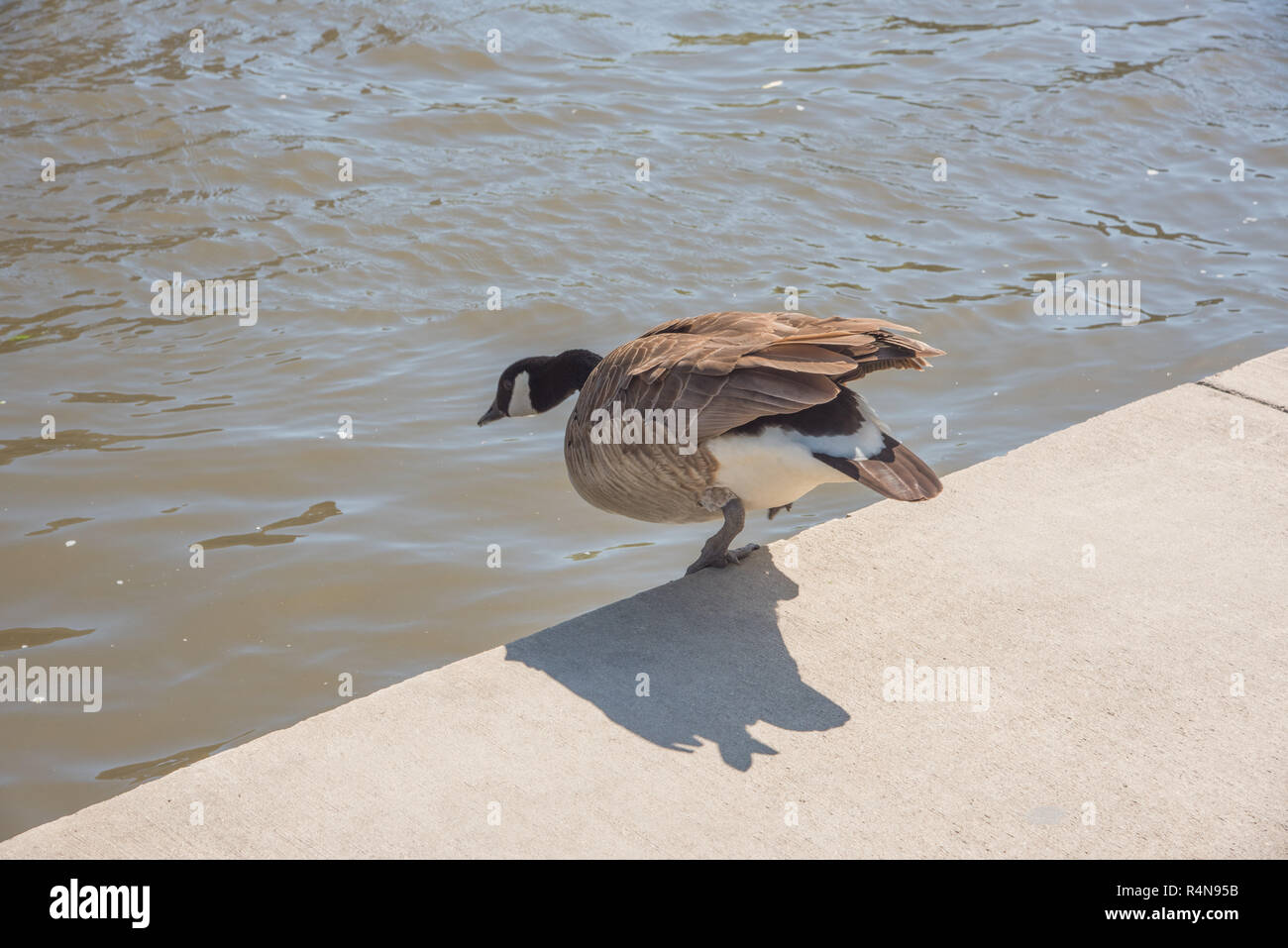 Canadian goose ready to jump into the DuPage River from the Riverwalk ...