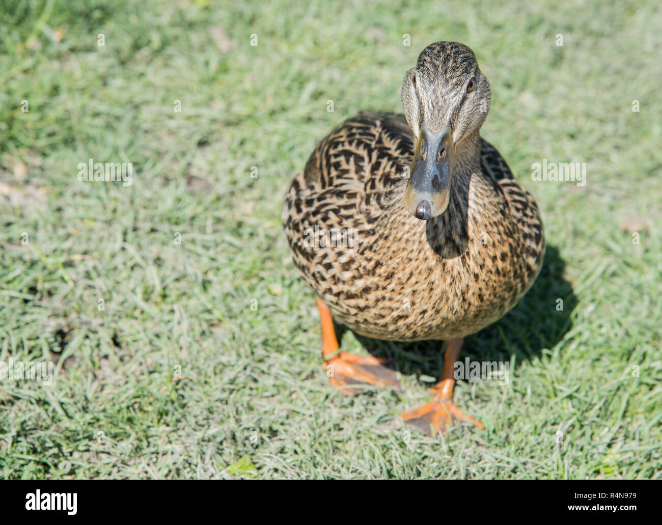 Female mallard duck walking on grassy area on the riverwalk in ...