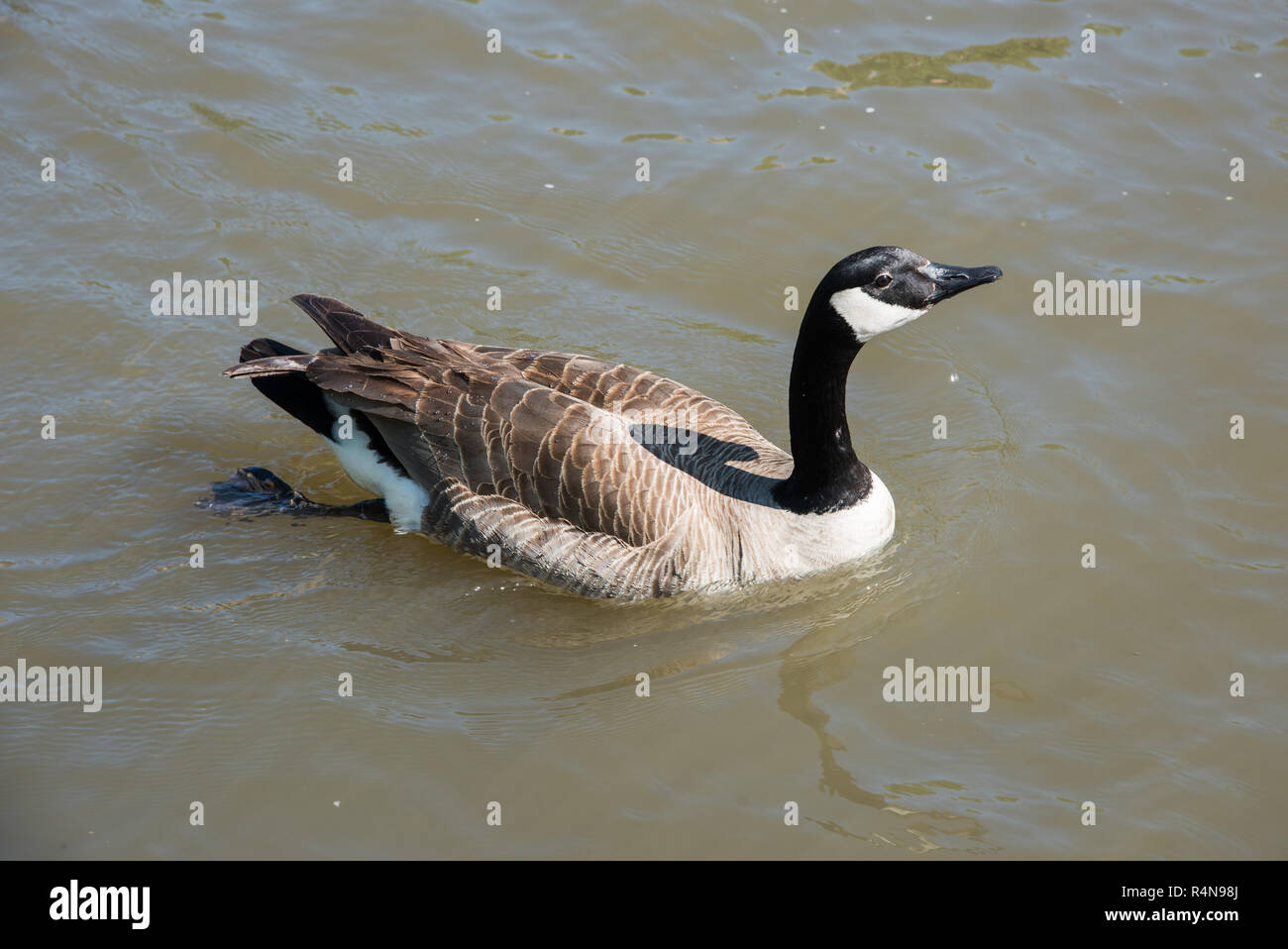 Canadian goose swimming with view of webbed foot in the DuPage River by ...