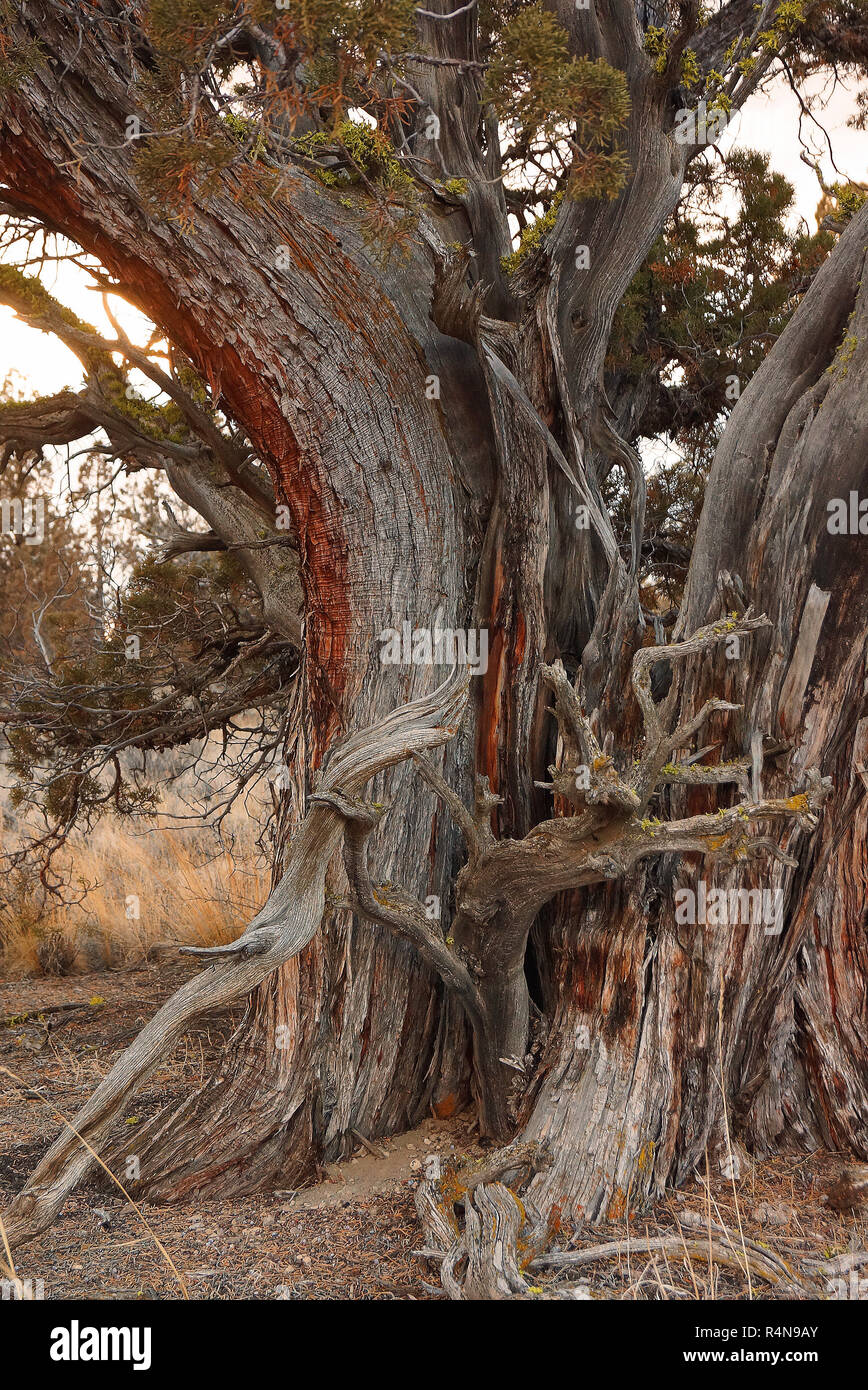 Juniper trees oregon hi-res stock photography and images - Alamy