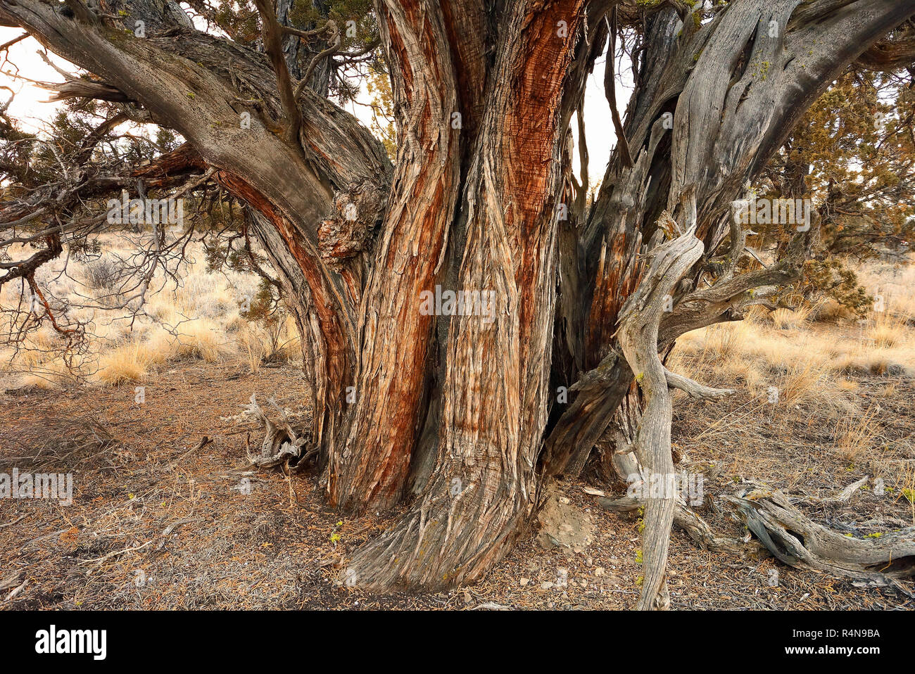 Juniper trees oregon hi-res stock photography and images - Alamy