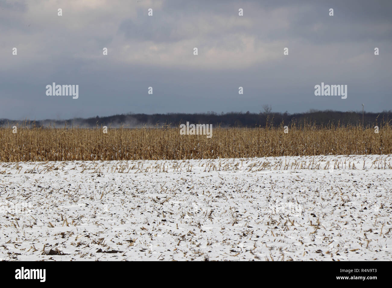 Harvesting corn crop hi-res stock photography and images - Alamy