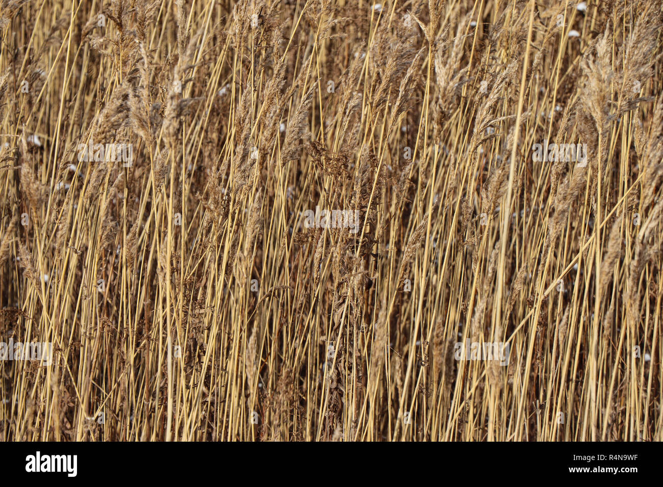 Ditch weed hi-res stock photography and images - Alamy