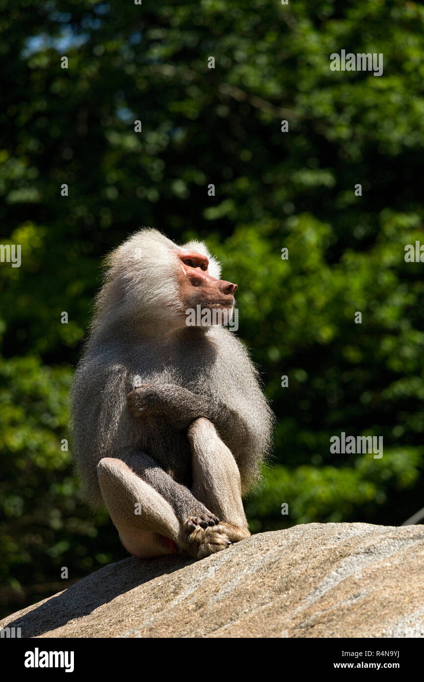 Baboon (Papio hamadryas) Male, sitting on rock, Hellabrunn Zoo, Munich ...
