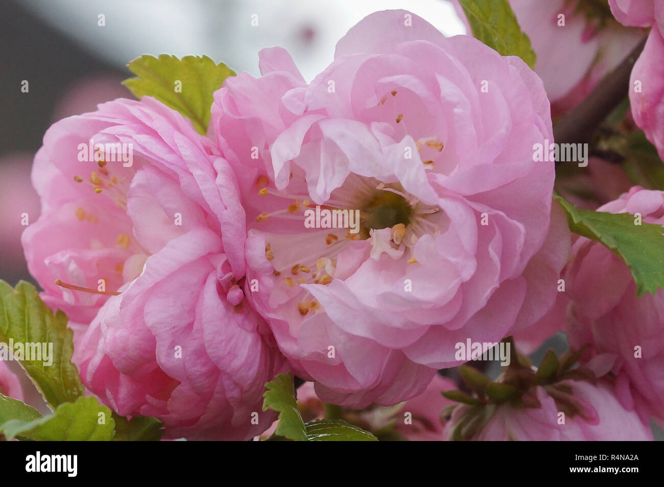 almond tree,prunus triloba Stock Photo - Alamy