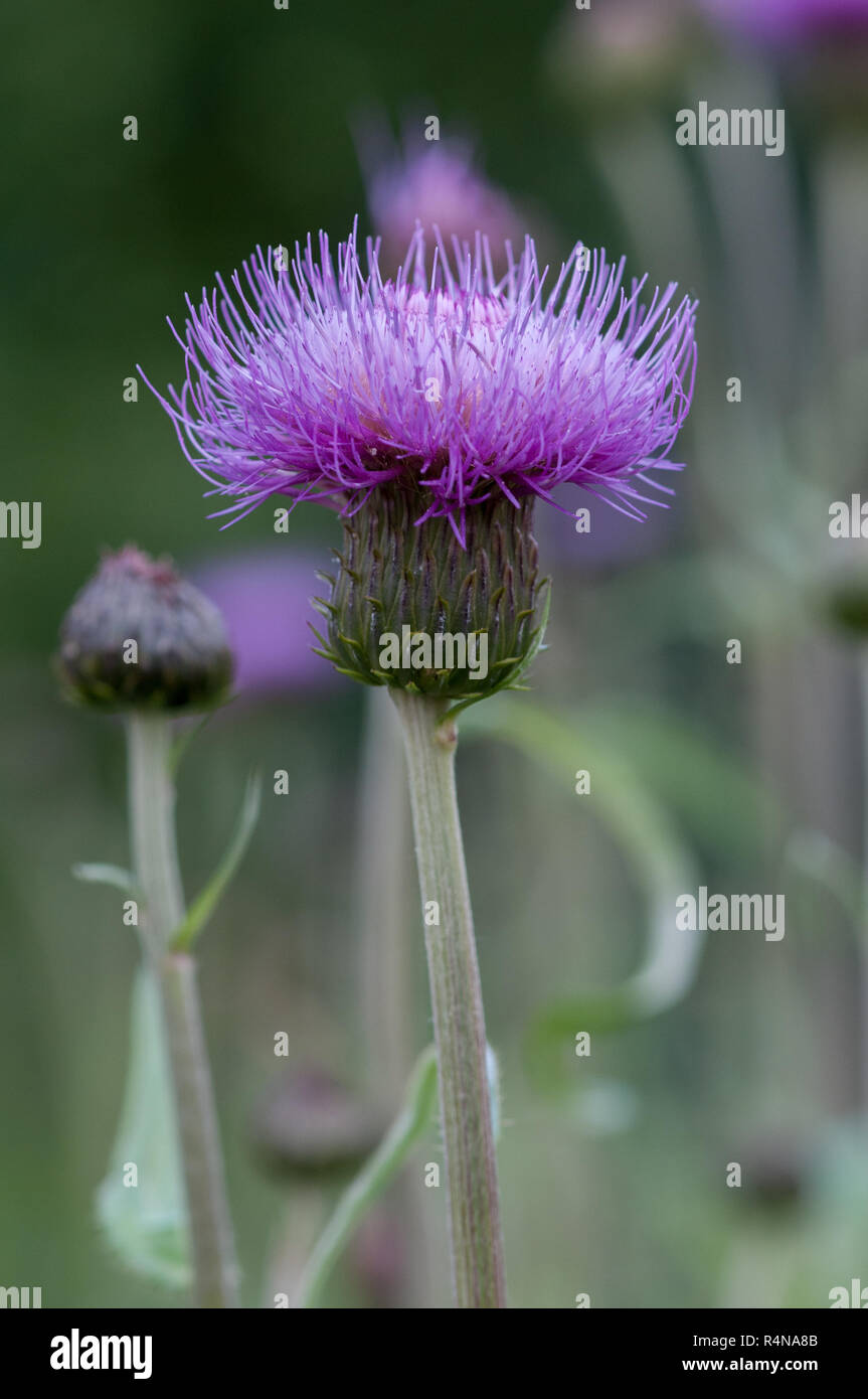 Melncholy hi-res stock photography and images - Alamy