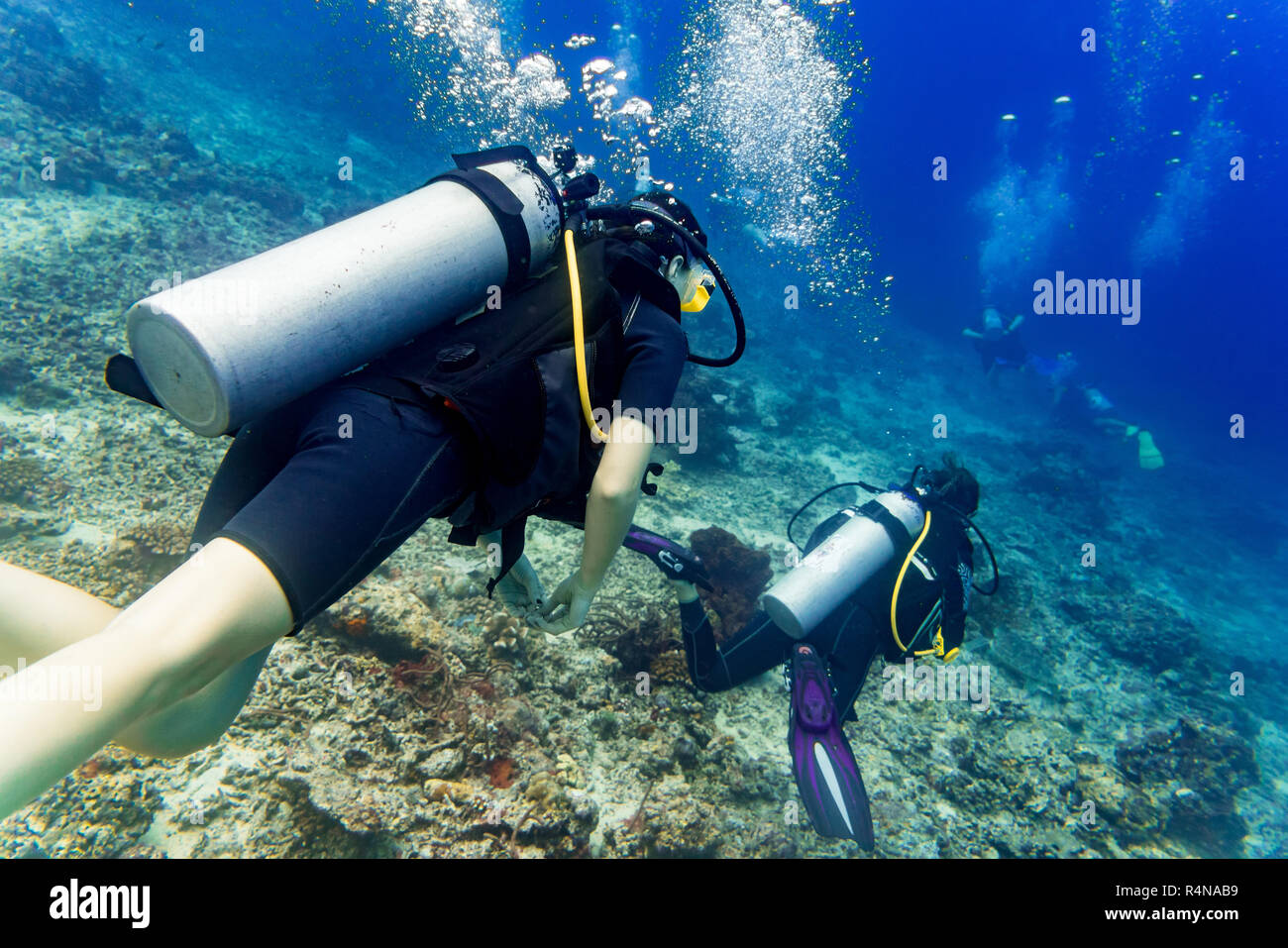 Divers in crystal clear hi-res stock photography and images - Alamy