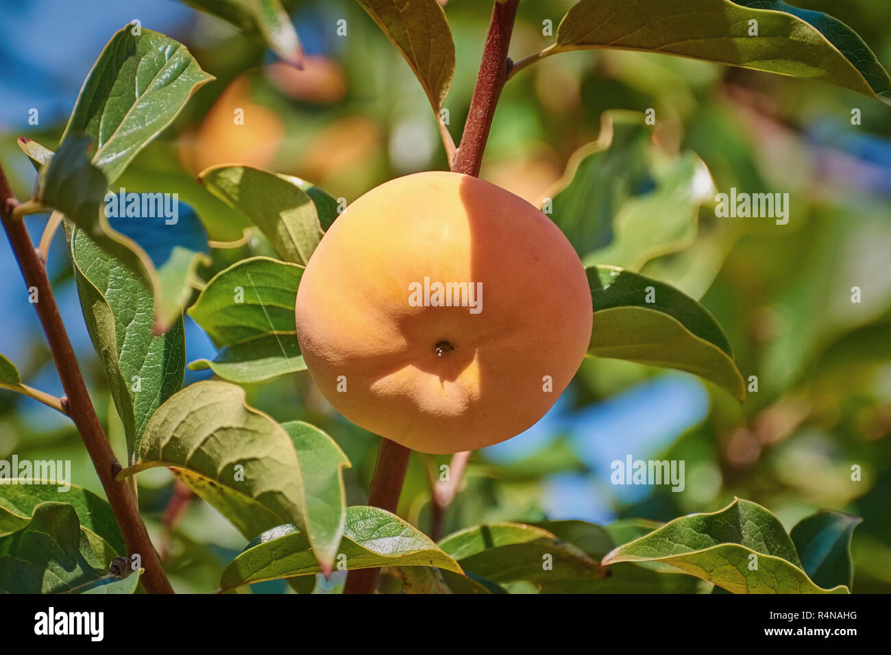 Fruit of the gods hi-res stock photography and images - Alamy