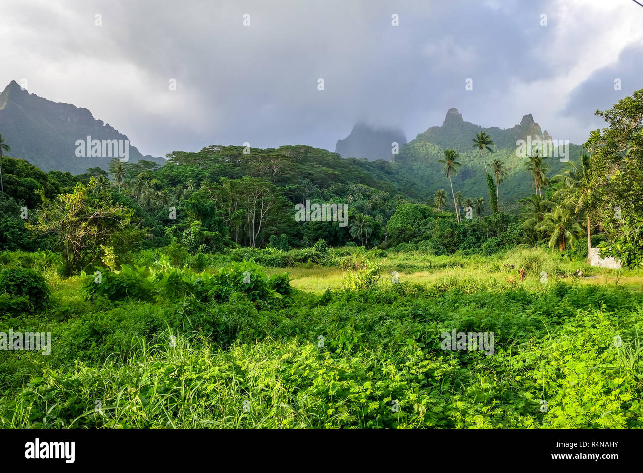 Moorea island jungle and mountains landscape Stock Photo - Alamy