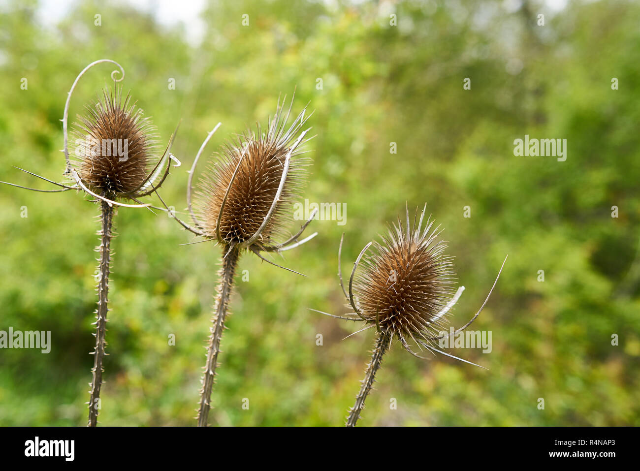 Teasel in bloom hi-res stock photography and images - Alamy