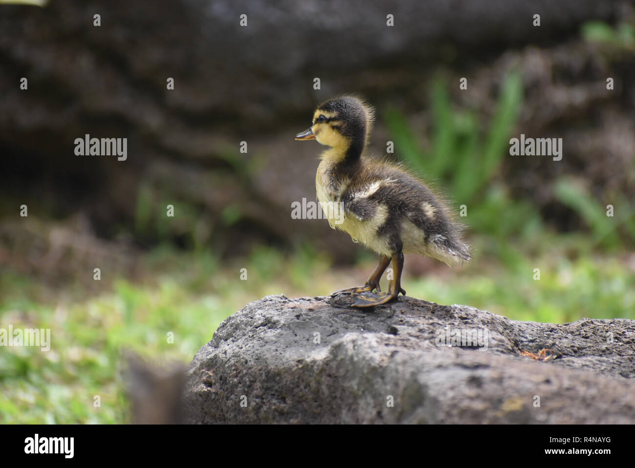 Duckling rock hi-res stock photography and images - Alamy