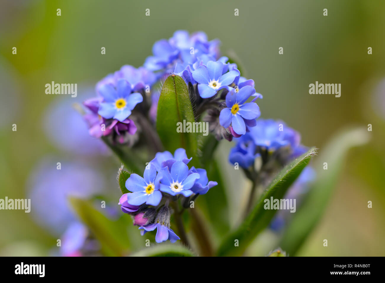 forget-me-not in the front yard Stock Photo - Alamy